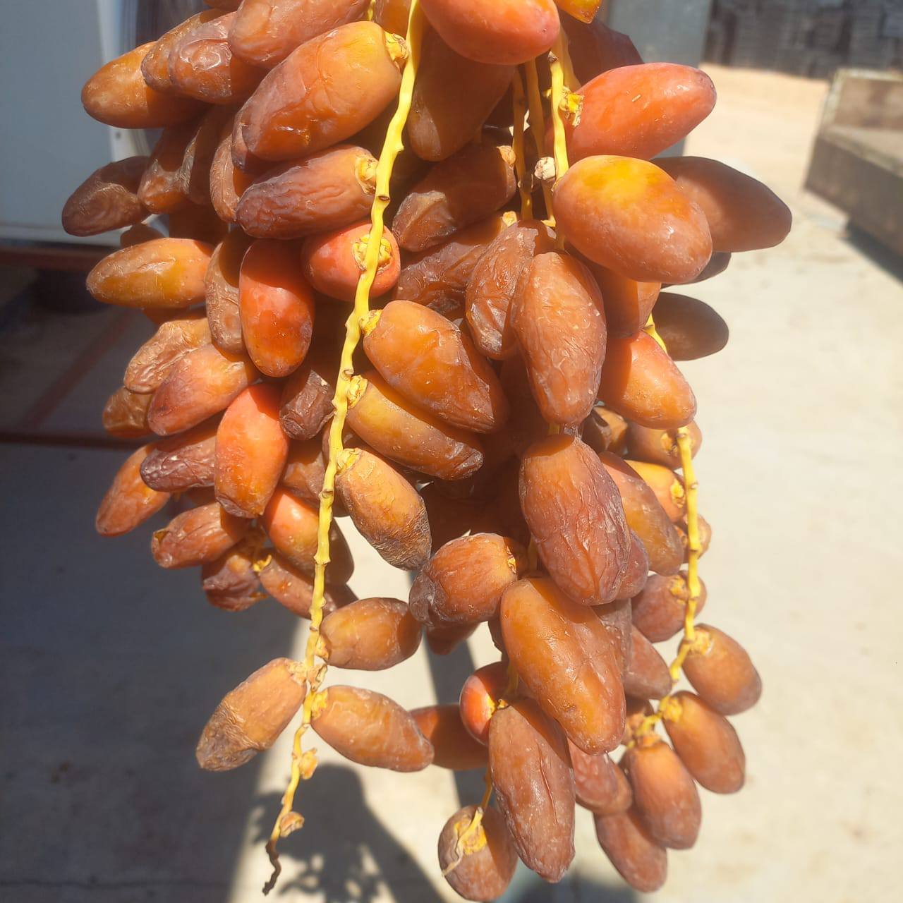 Algerian and Libyan dates export season in 2025 and 2026 - Forum ...