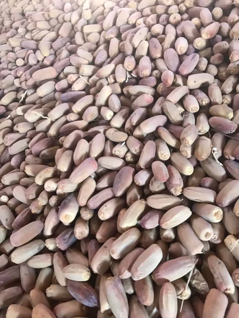 Algerian and Libyan dates export season in 2025 and 2026 - Forum ...